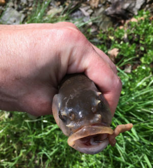 Stream Life in the Sacony Creek | Borough of Kutztown, Pennsylvania
